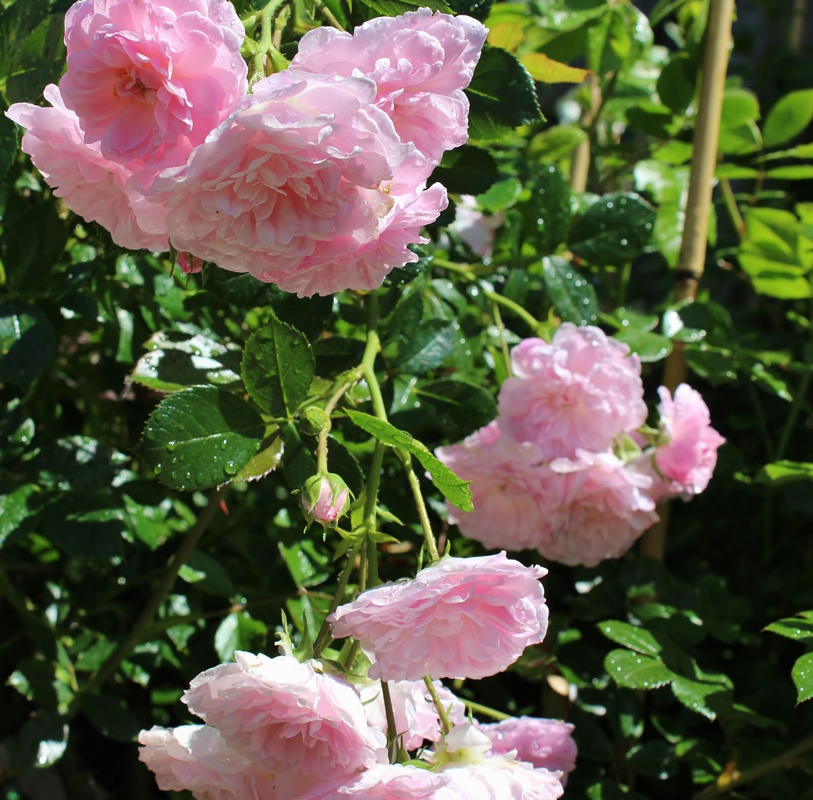 Present Perfect Creations: Peter Beales: classic English roses