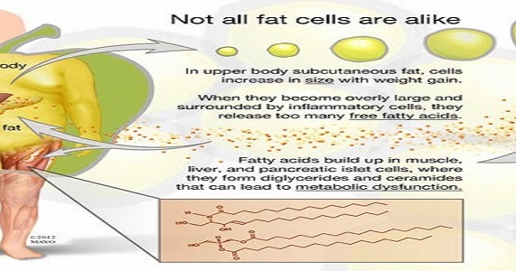 The Function Of Fat In The Body ~ Weight Loss Guide
