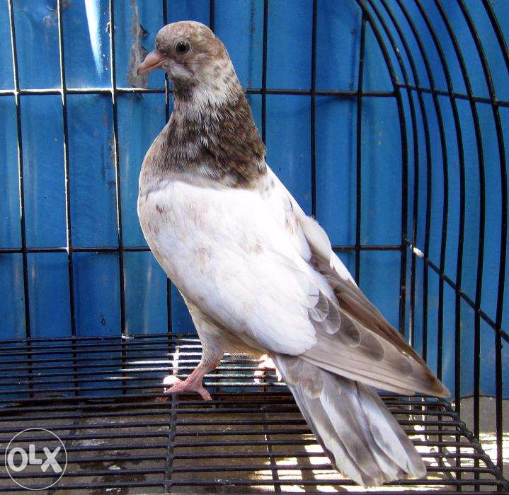 Dutch Highflyer | BD PIGEONS