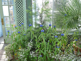 A not so simple garden: Pycnostachys dawei, a tale of storage and survival