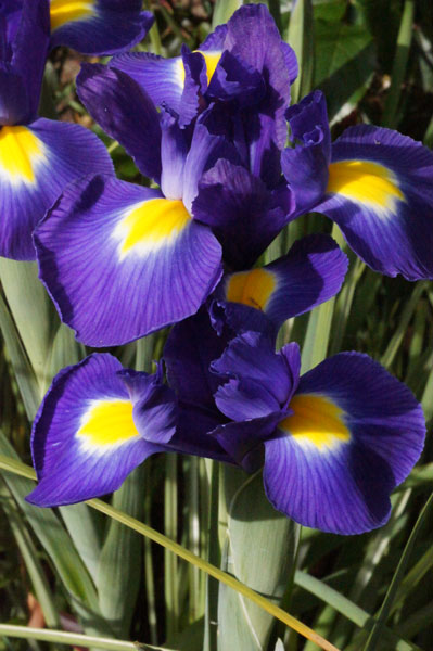 JEANETTE CRAWFORD BAIRD: Spring Iris