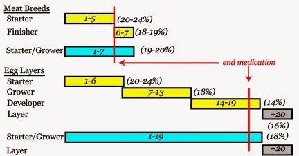 Chicks to Chickens: How To Choose Their Feed
