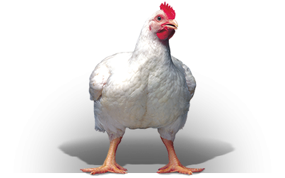 POLLOS DE ENGORDE: Raza mas común de los pollos de engorde