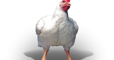 POLLOS DE ENGORDE: Raza mas común de los pollos de engorde