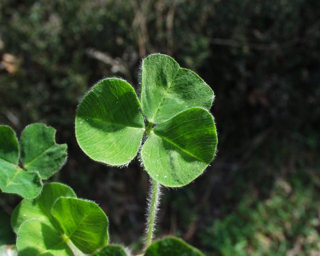 Atrévete...: Tréboles de cuatro hojas: ¿Fantasía o realidad?