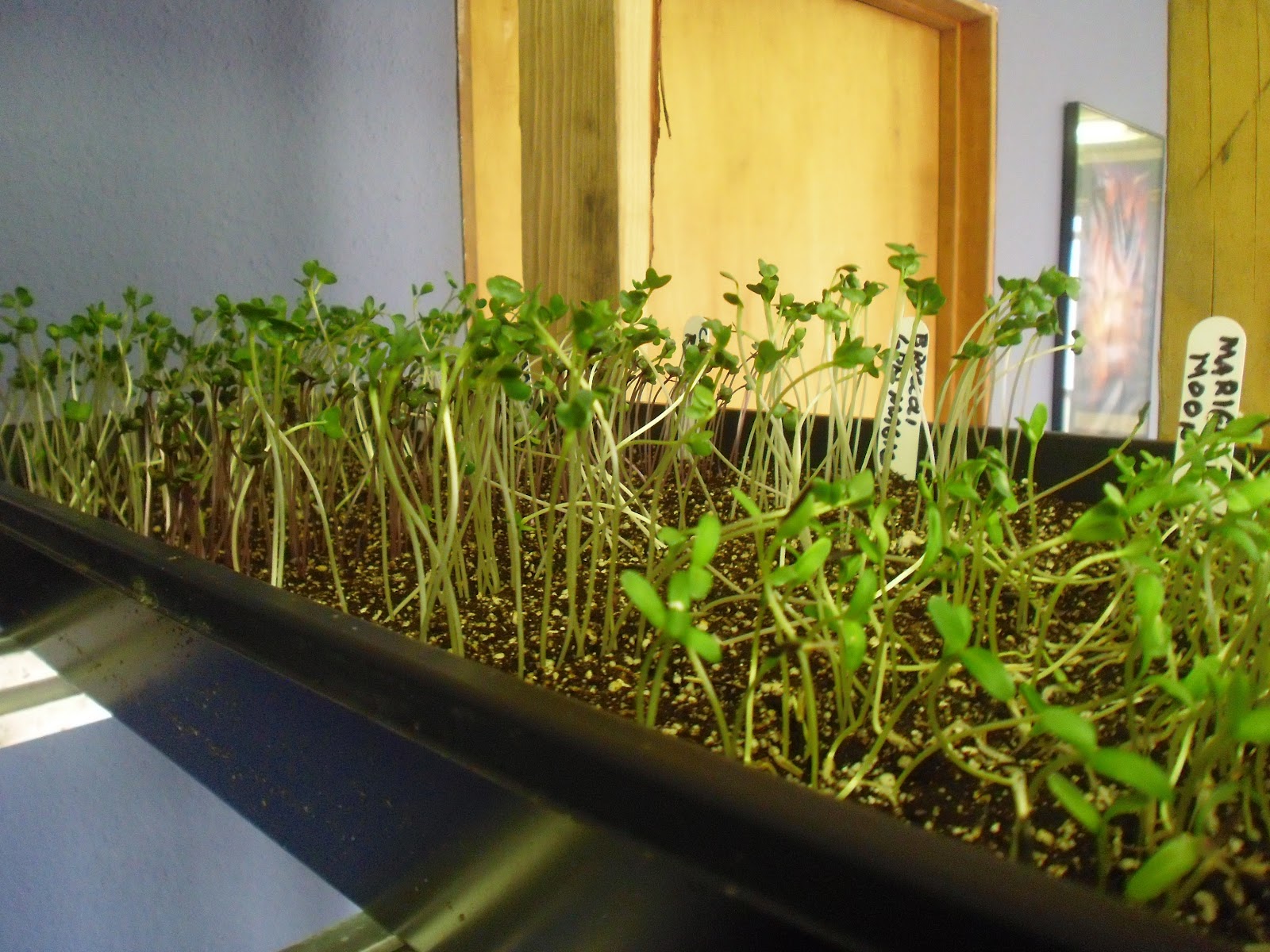 Overhome Farm: Germination Chamber