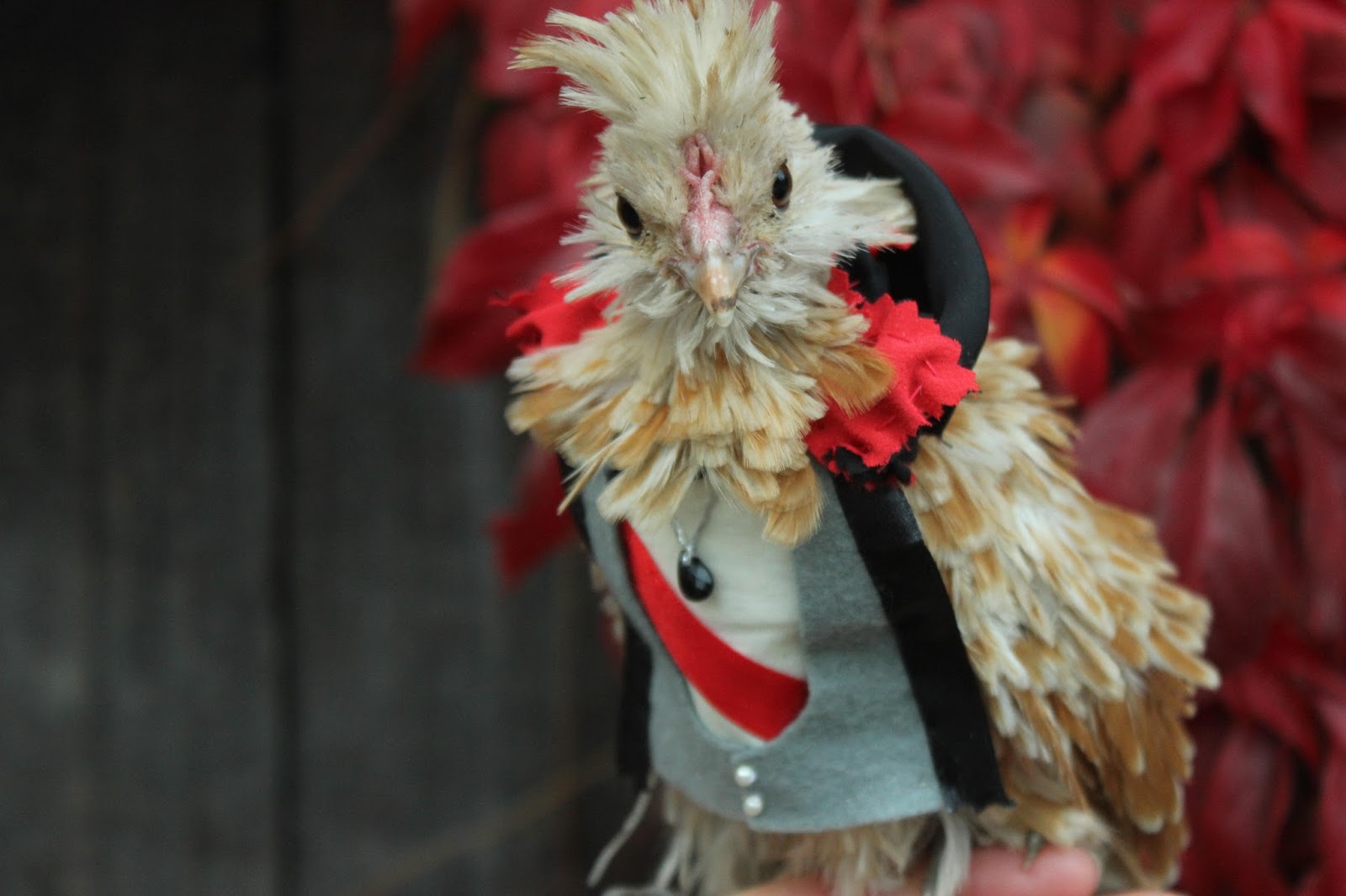 Halloween Costumes for Chickens Anyone? Our Polish Crested Family ...