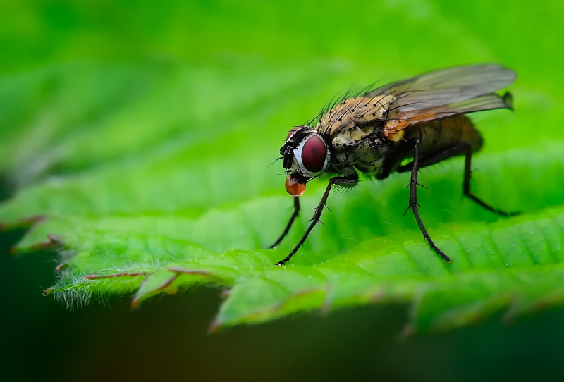 Knuts tips om makrofotografering: Fluer