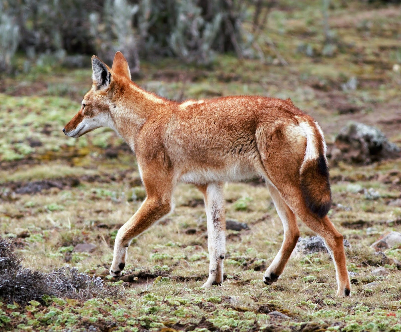 sunshinecoastbirds: ETHIOPIA PART 4 – Ethiopian Wolf & Bale Mountains