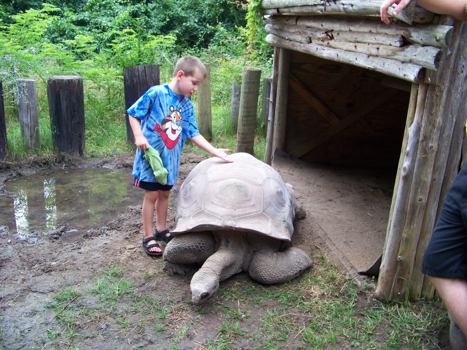 MAD Family Fun: World Turtle Day