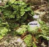 CULTIVO DE LA LECHUGA: PLAGAS Y ENFERMEDADES