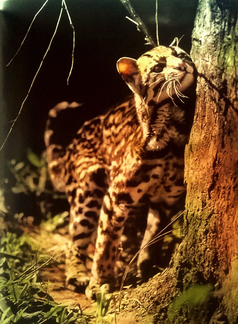 ASOCIACION ECOLOGISTA RIO MOCORETA: GATO ONZA REAPARECE EN IBERA ARGENTINA