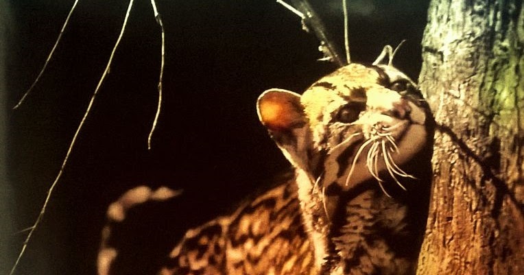 ASOCIACION ECOLOGISTA RIO MOCORETA: GATO ONZA REAPARECE EN IBERA ARGENTINA