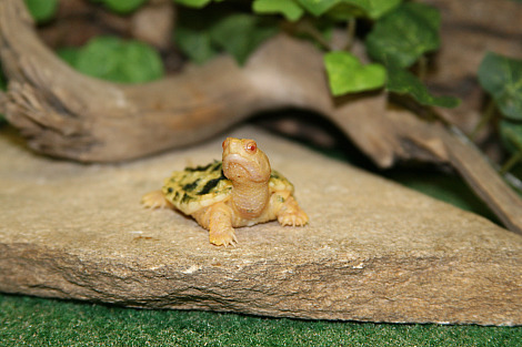 Homemade Turtle Cages: Locate A Snapping Turtle Nest ( Turtle Cages )