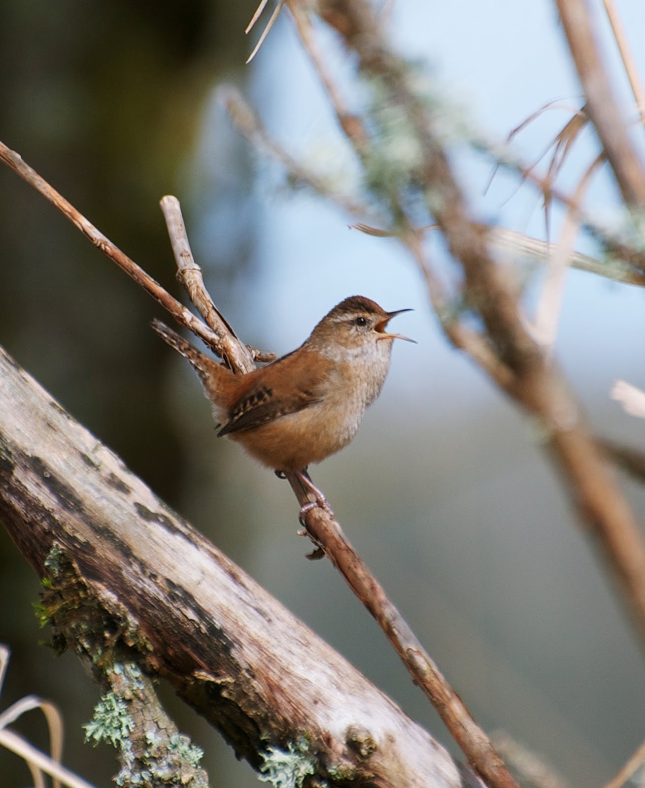 NW Bird Blog: Marsh Wren