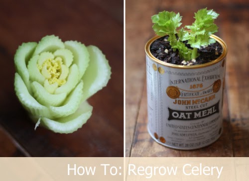Growing Celery Indoors: Never Buy Celery Again | 17 Apart