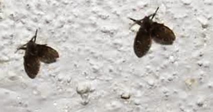 «Ma che è sto prurito?» Pappataci in agguato ~ culttime blog