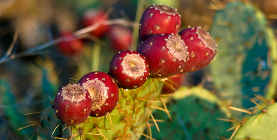 SEIS TIPOS DE TUNAS: DESDE LA BLANCA HASTA EL GARAMBULLO