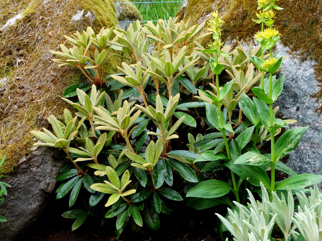 Hagtorpet: Rhododendron - indumentum och tomentum