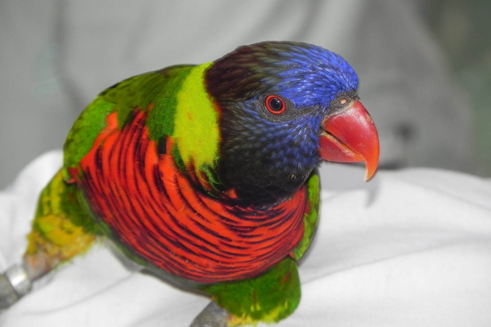 Viveiro Harmonia: LÓRIS ARCO-ÍRIS