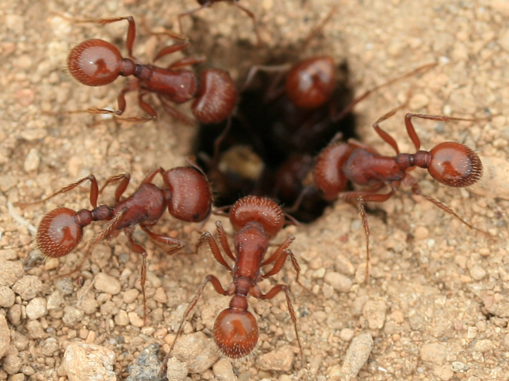 Hormigas | MOSQUITOS