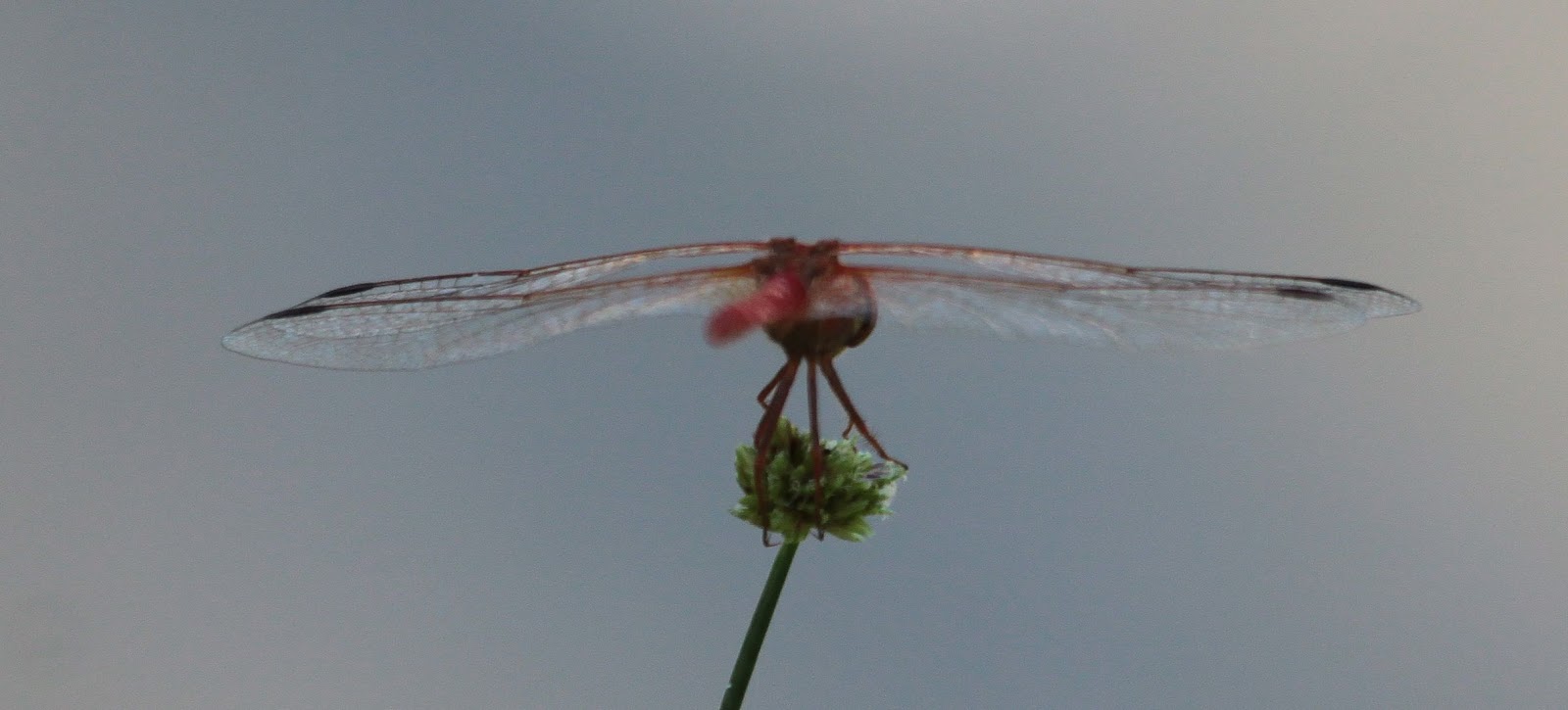 Richard Waring's Birds of Australia: Nyirripi and back trip 2