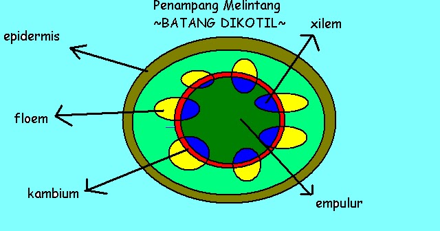 BE BLOG: Struktur Dan Fungsi Jaringan Pada Batang Tumbuhan