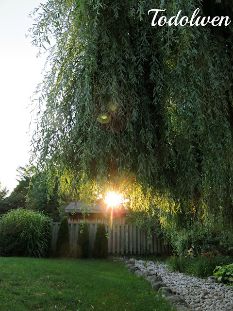 Todolwen: Our Beautiful 'Shorter' Willow Tree