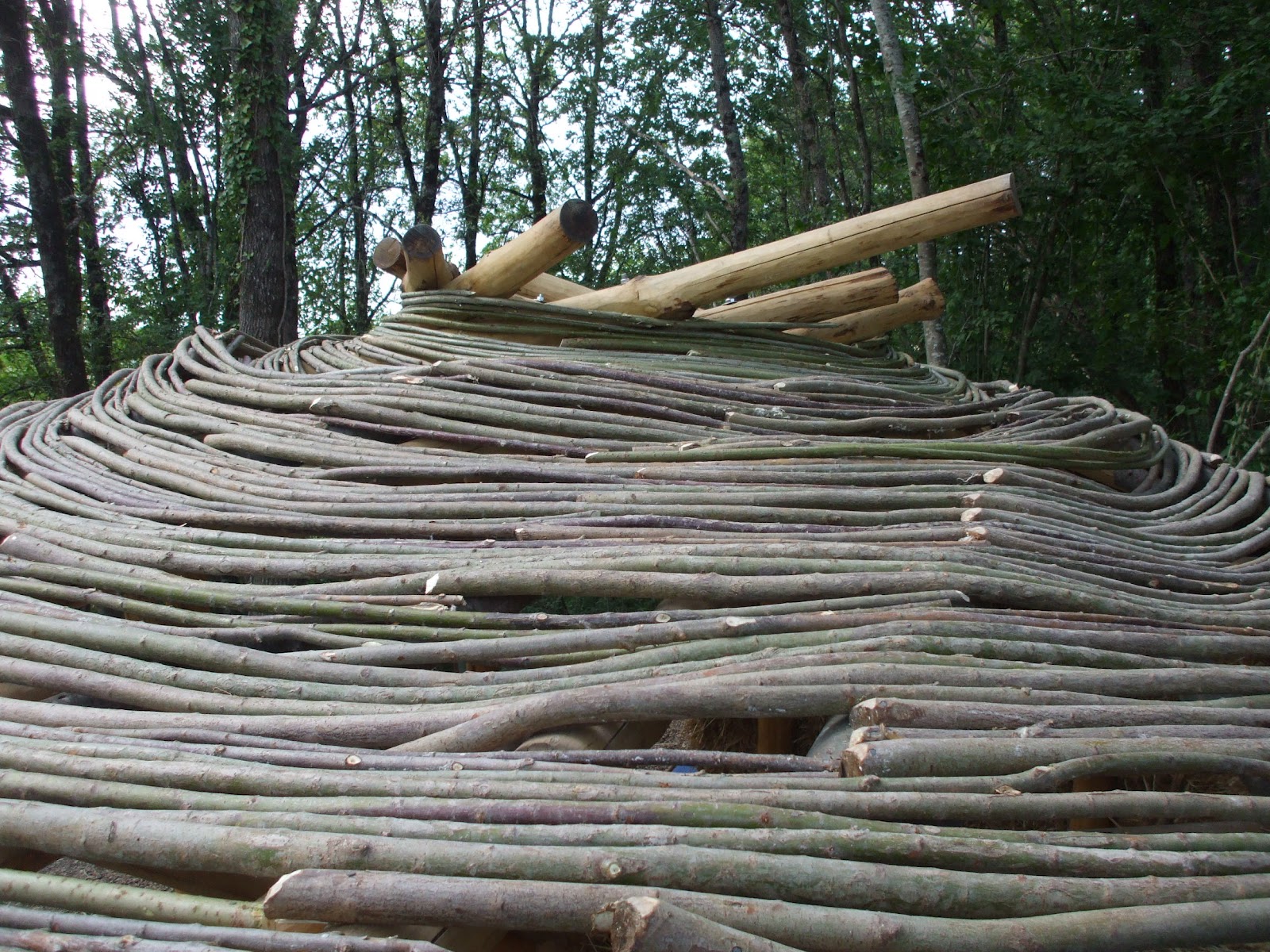 in search of the kiwi: willow roof structure