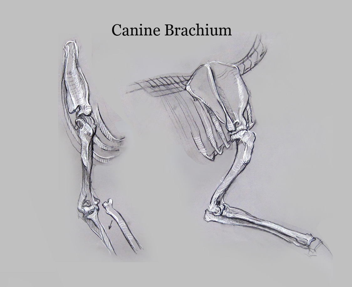 Classic Realism: Canine Brachium