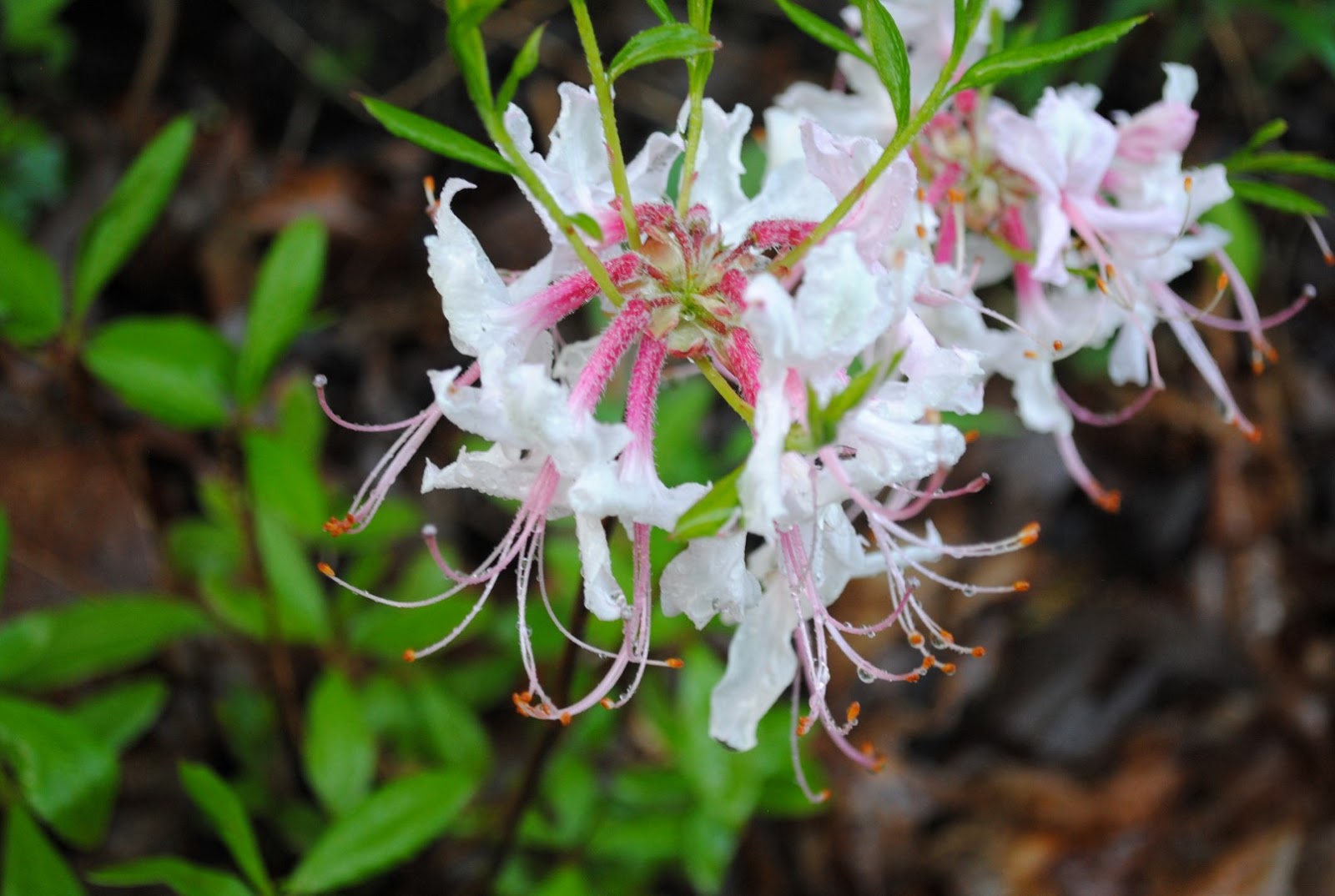 West Virginia Native Wildflowers-The Big Year, 2013: Azalea and Magnolias