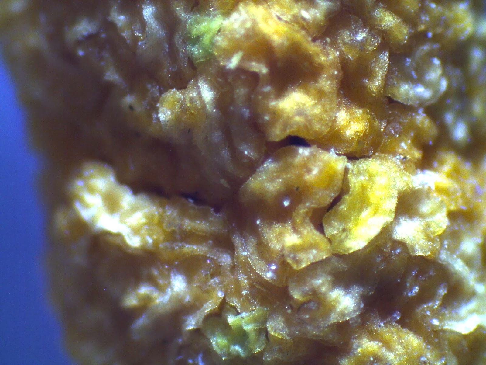 Learning and Investigating Lily Pollen