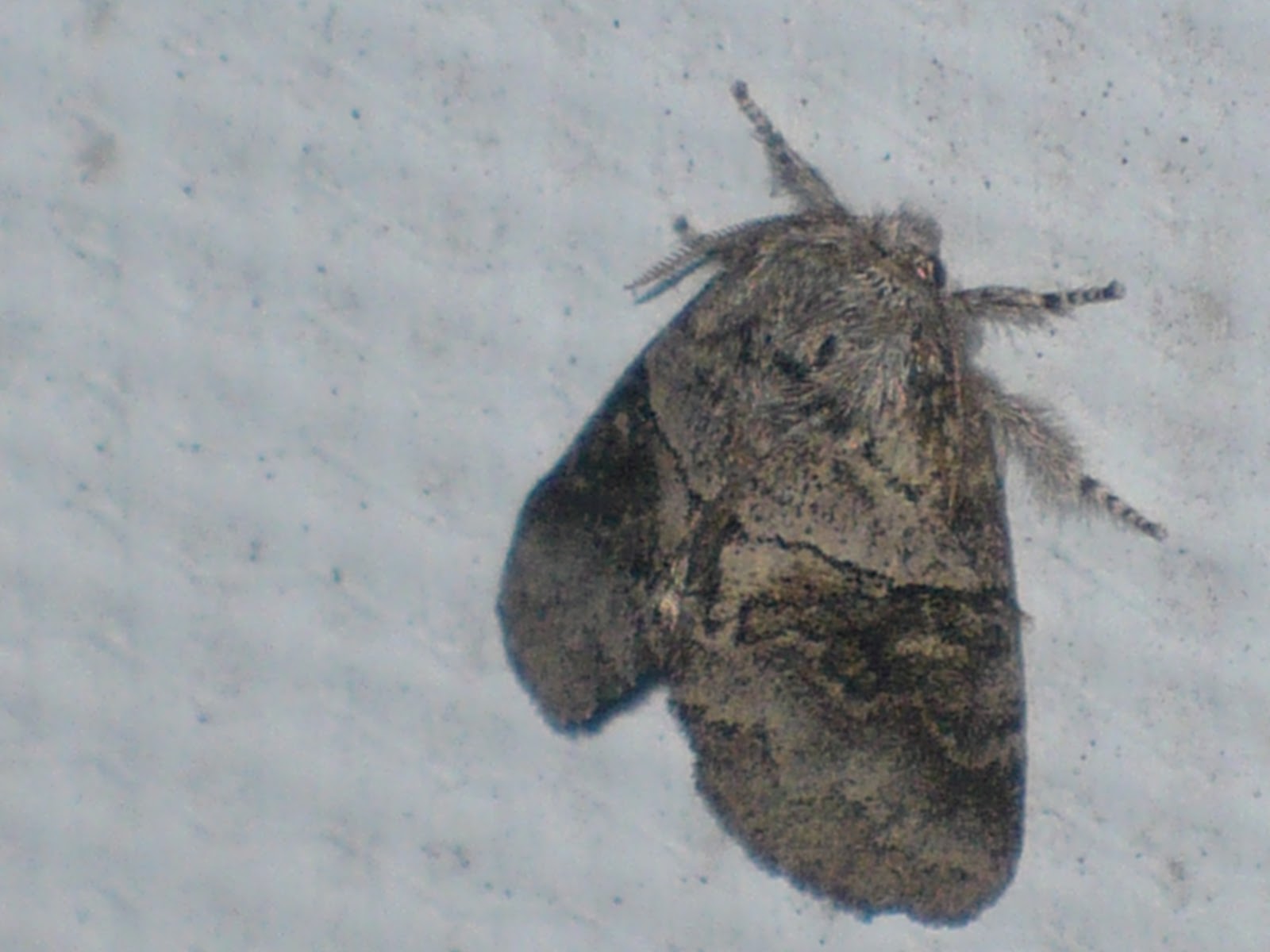 CREATE A WILDLIFE-FRIENDLY YARD: MOTHS PROVIDE NIGHTTIME OF ENTERTAINMENT