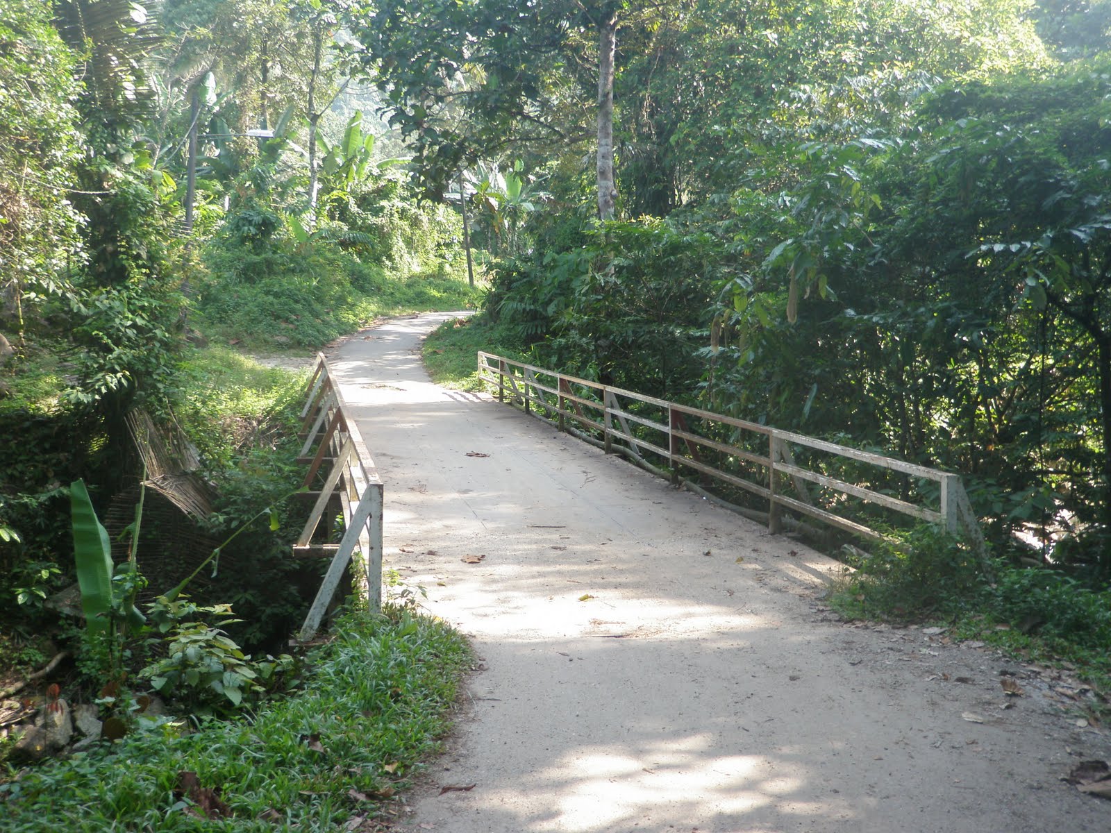 Roots: Rafflesia in Ulu Geroh, Gopeng 9thFeb2011