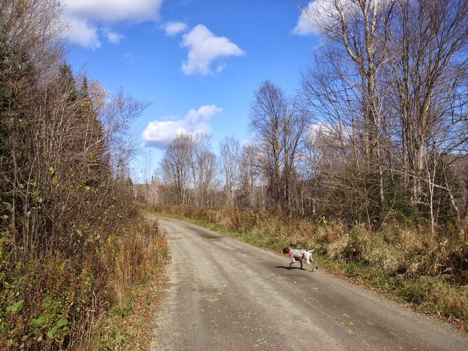 Ruffed Grouse, Drumming on a blog: Georgia, the story continues…