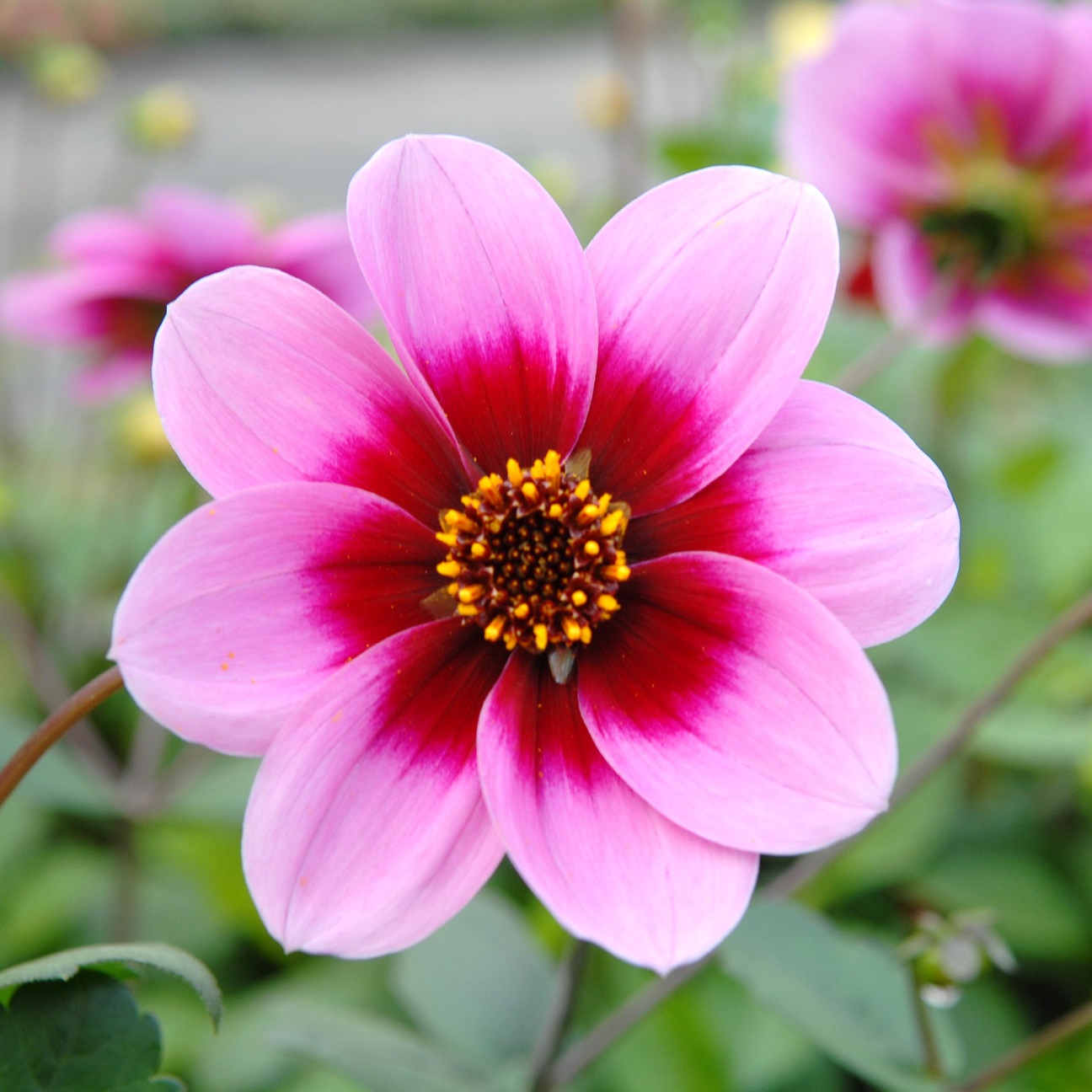 mars 2016 - Les Carnets de Georges Delbard