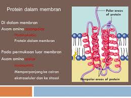 Struktur dan Fungsi Protein transmembran