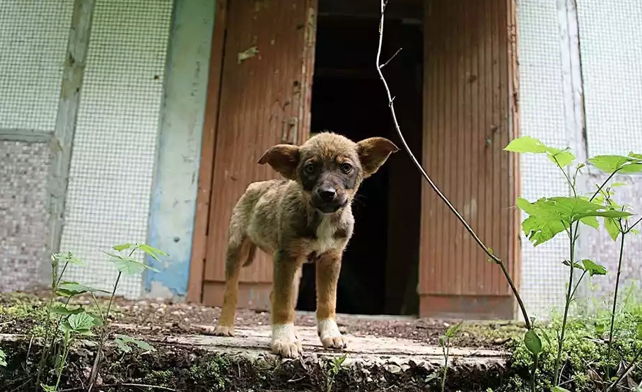 Nag on the Lake: Meet the dogs of Chernobyl