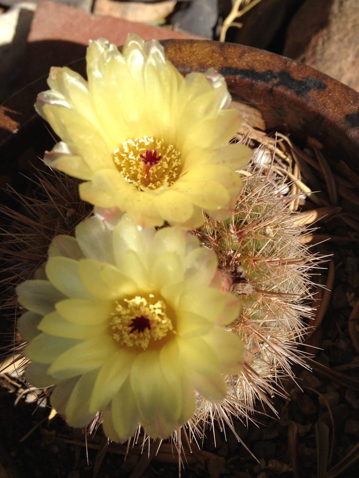 A Desert Observer: ...bring May flowers