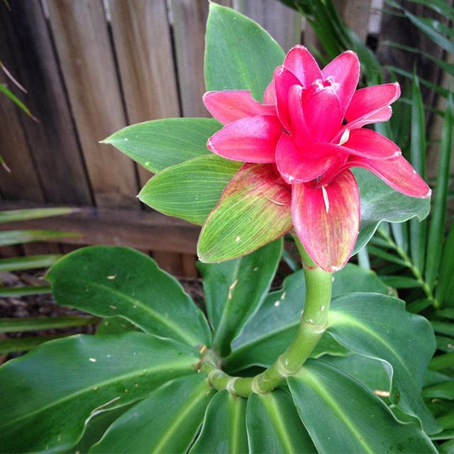 My flowers: BUNGA UNJAI BUNGA UNJI BUNGA KECOMBRANG