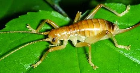 One species a day: Carolina Leaf-roller