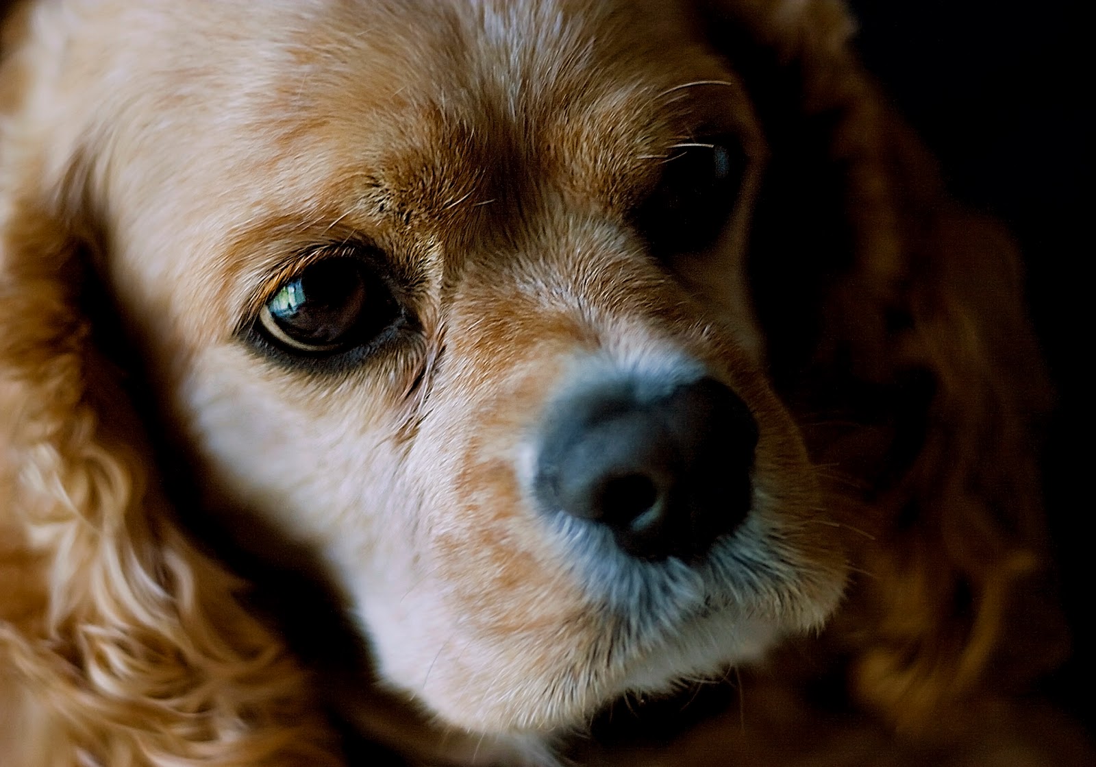 Raças de cachorros de porte médio - Dicas do Cão