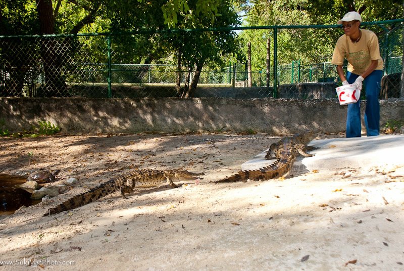HISTÓRIA DO REGGAE: JAMAICA SWAMP SAFARI