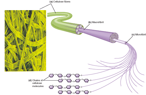 Senior Biology: Cell Organelles