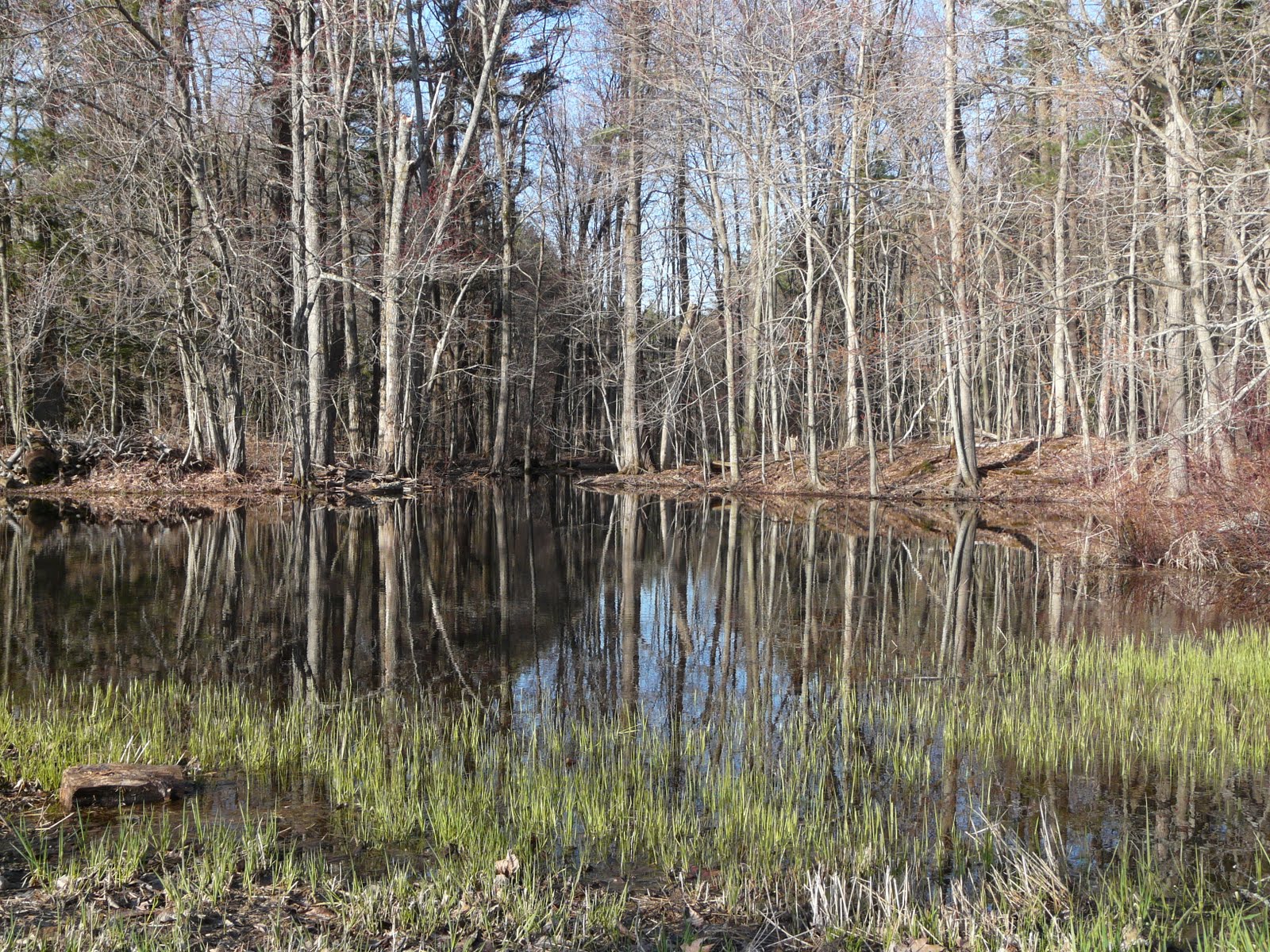 New England Spring Scenes: point_of_no_23 — LiveJournal