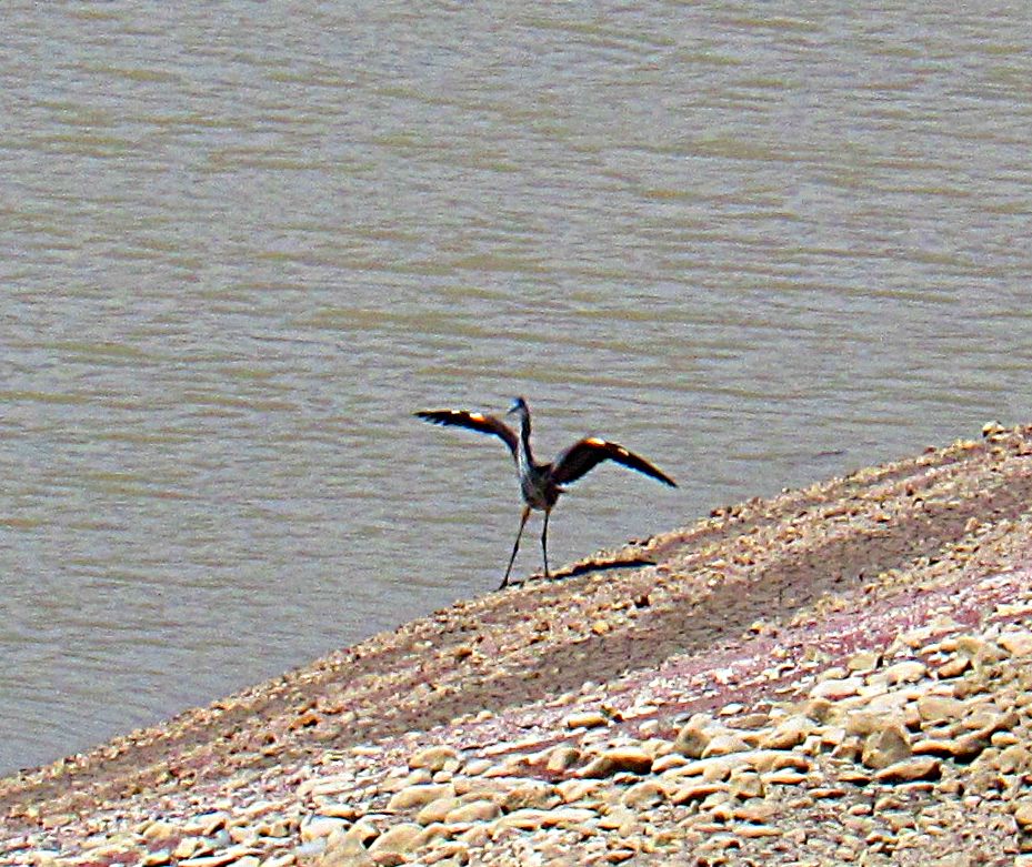 Like No Place On Earth: Silt Run Birds