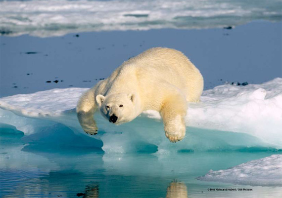 CAMBIO CLIMÁTICO: Los animales del Artico, en peligro