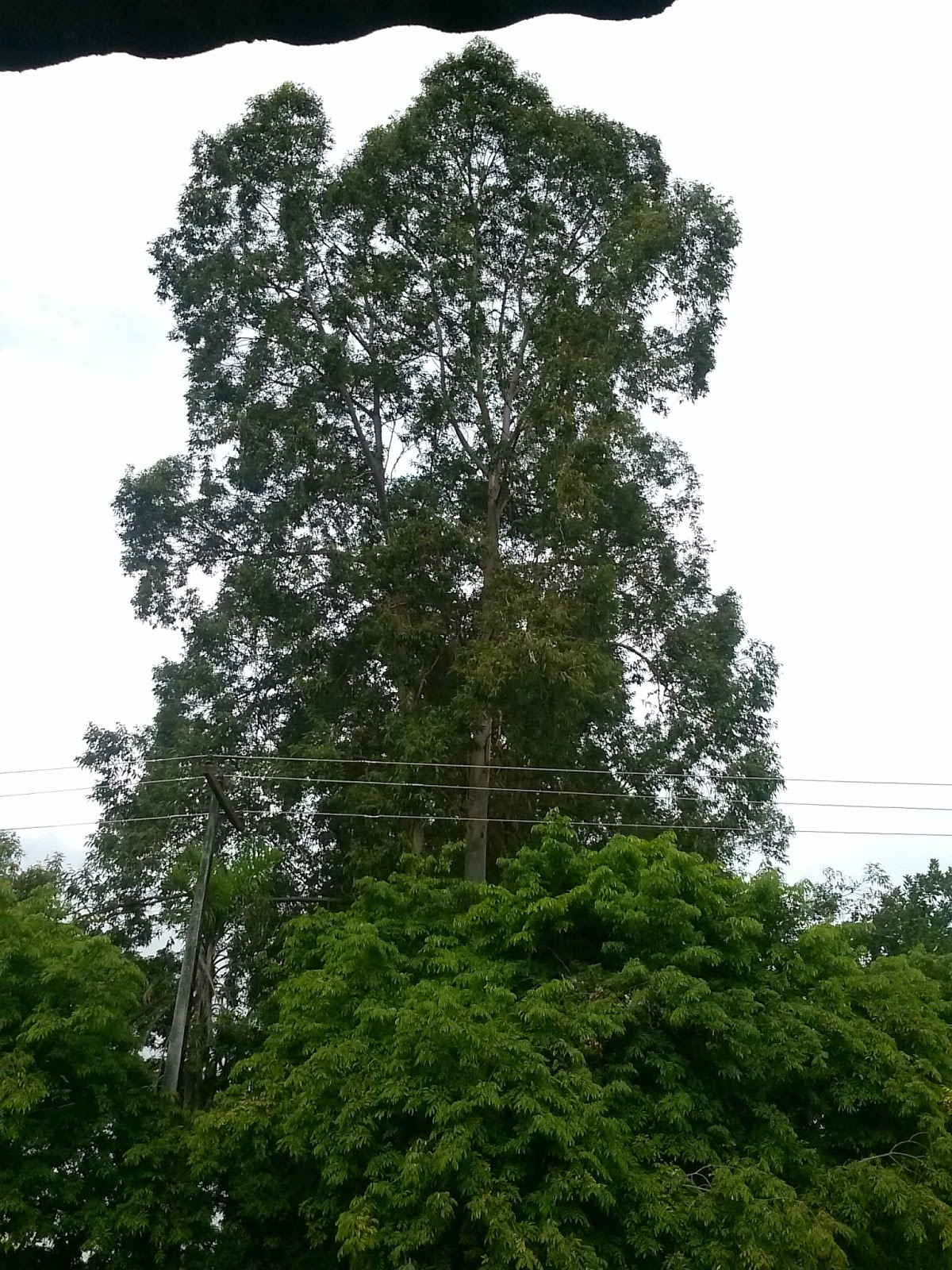 aquieducação: Eucalipto