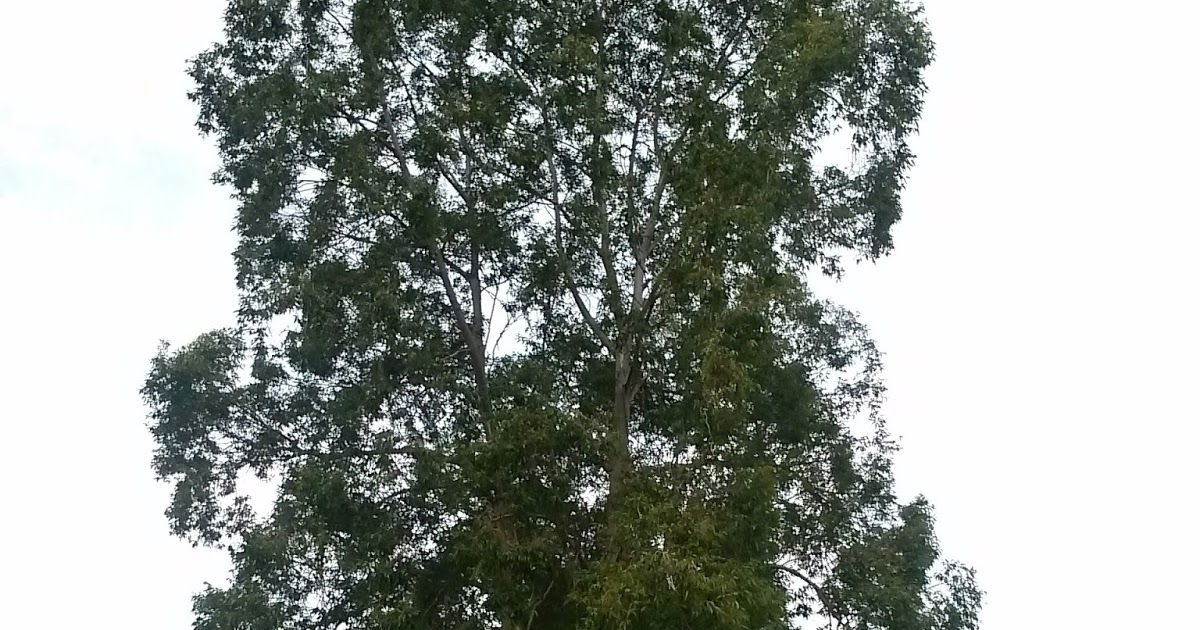 aquieducação: Eucalipto