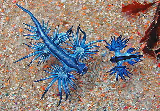 Amazing Blue Dragon : Blue Sea Slug - World’s Rarest And Most Beautiful ...